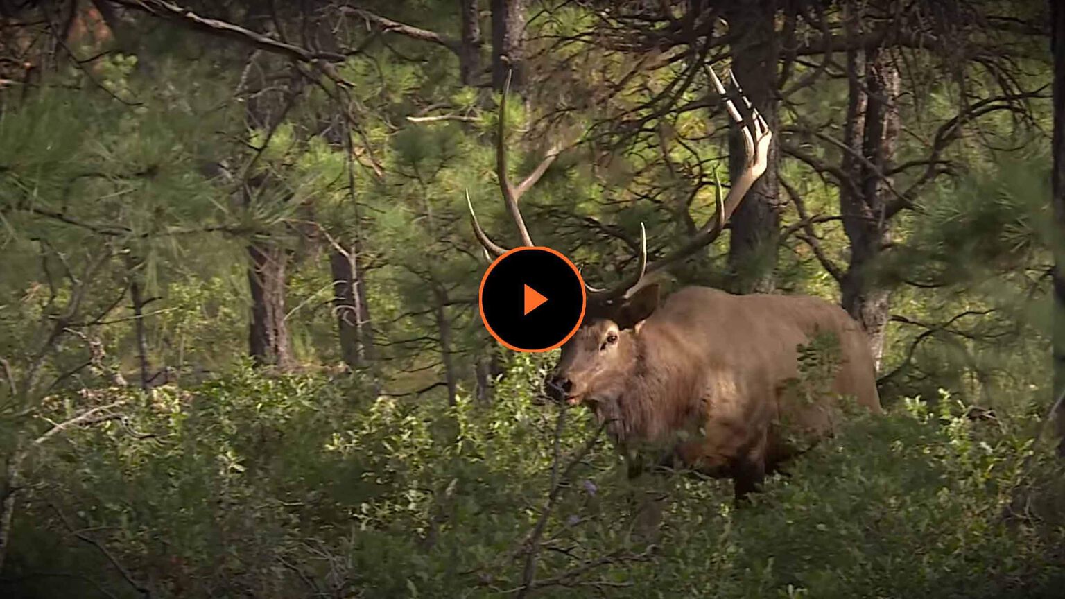 Shop All Elk Calls and More. Shop Today For All Your Hunting Gear