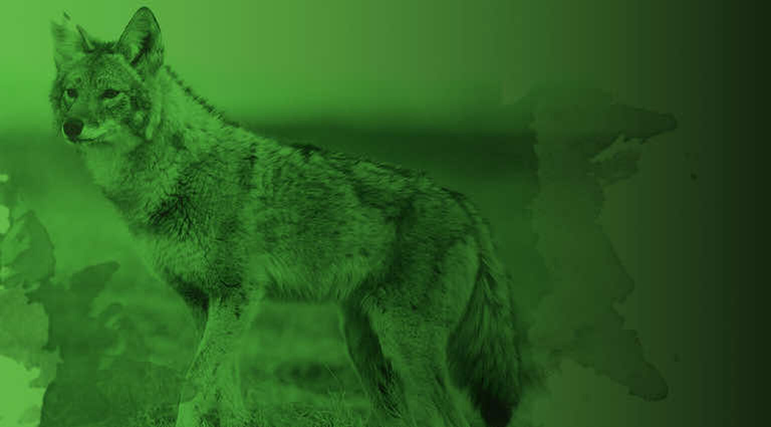 Hunting Calls, Ground Blinds, Shooting Sticks and Accessories - Primos