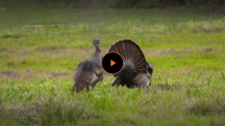 Turkey Calls, Ground Blinds, Trail Cameras | Primos